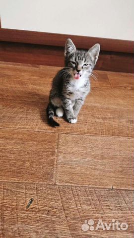 Кошечка