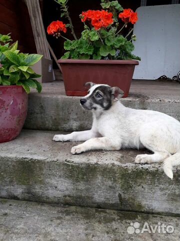 Щенки в хорошие руки