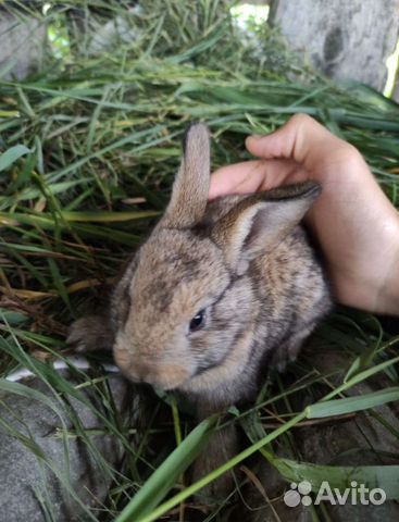 Продам кроликов, мясо и живые