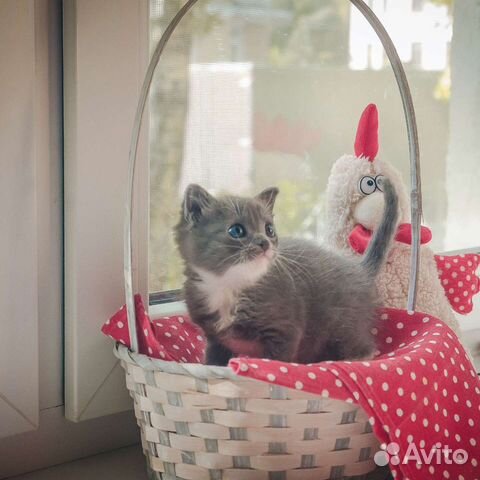 Котёнок девочка голубая ласковая