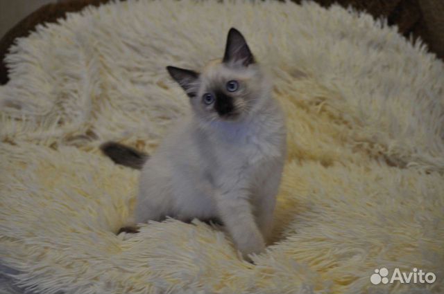 Котята Рэгдолл