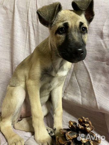 Чудесный щенок Токио ищет семью