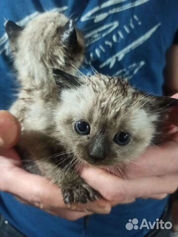 Сиамские котята бесплатно