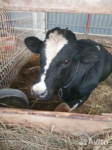 Бычки и быки