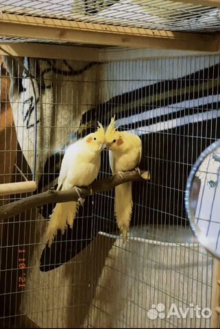 Сегодня пара попугаи корелла
