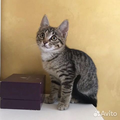 Котенок Тося ищет дом