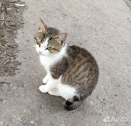 Котик 4-5 месяцев, чистый, выбросили