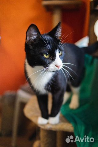 Котёнок 8 месяцев
