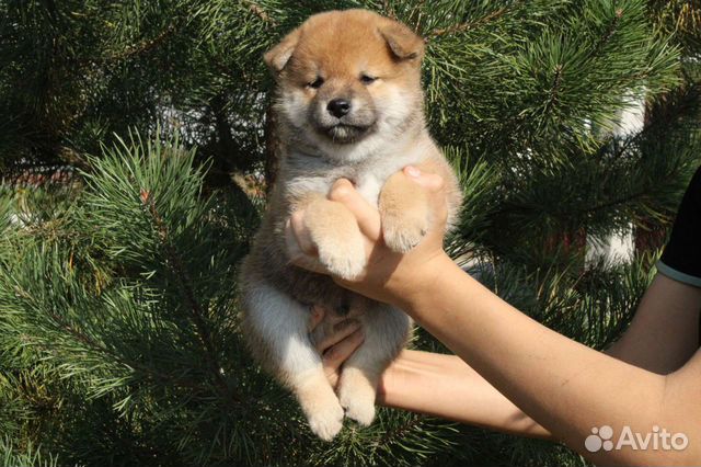 Мальчишка сибасик