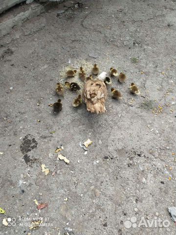 Утята индоутки