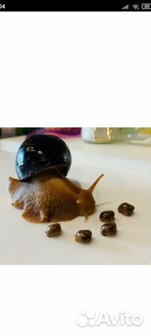 Малыши Улитки Ахатина