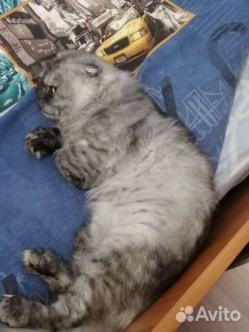 Вислоухие коты
