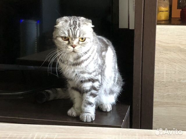 Шотландская вислоухая кошка бесплатно