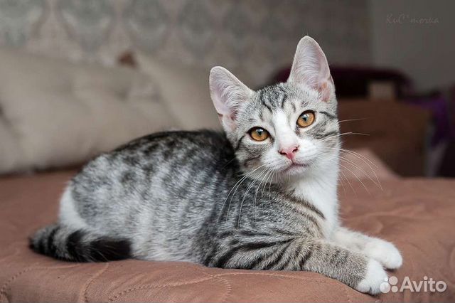 Котенок Пончик, 3 месяца, кастрирован и привит