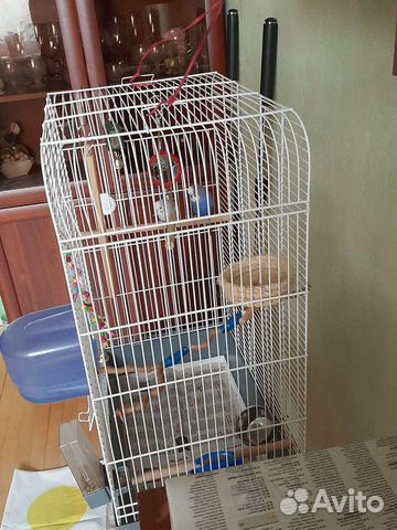 Волнистый попугай в добрые руки