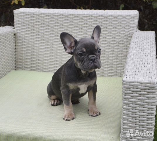 Девочка редкого окраса - голубой с подпалом