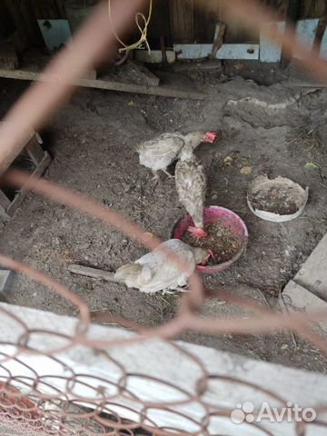 Курицы несушки