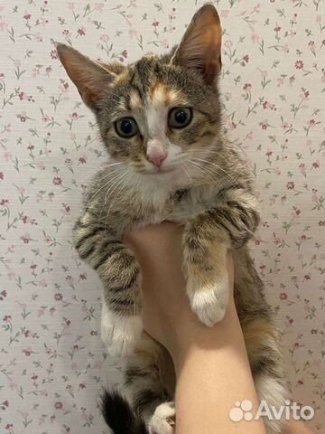 Котенок трехцветная девочка Верба