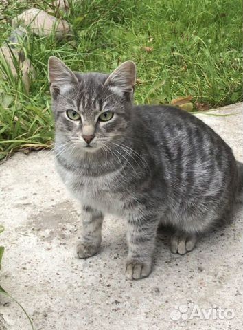 Котенок Сёмушка