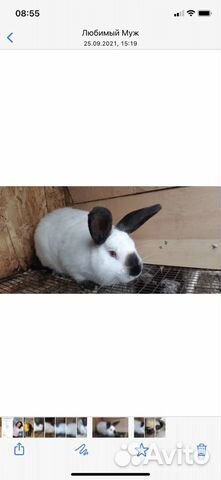 Крол рабочий