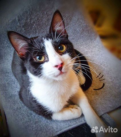 Котенок маркиз ждёт тебя