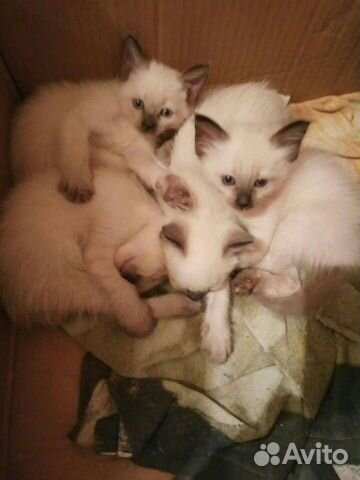 Сиамские котята