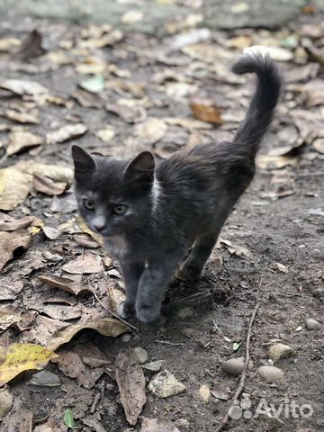 Сиротку котенка красавца в добрые ручки