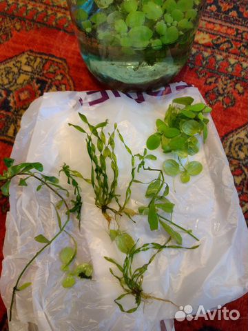 Аквариумные растения прополка