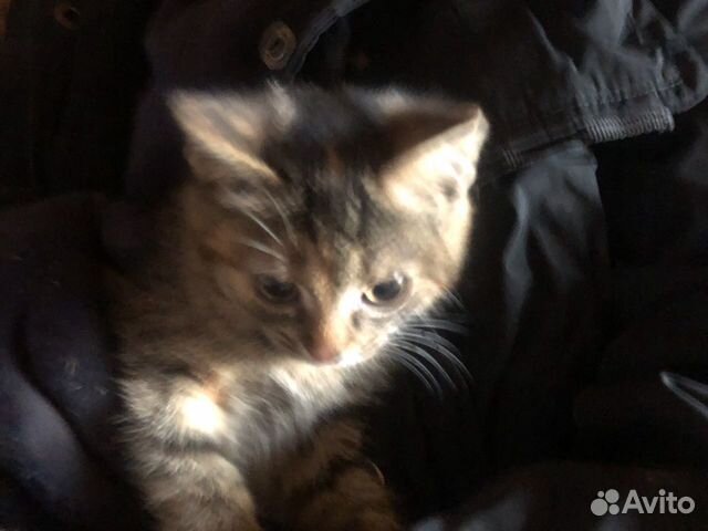Котята, беплатно