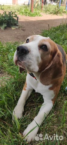 Потерялась собака Бигль