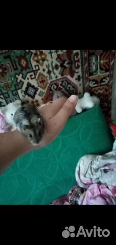 Джунгарский хомяк