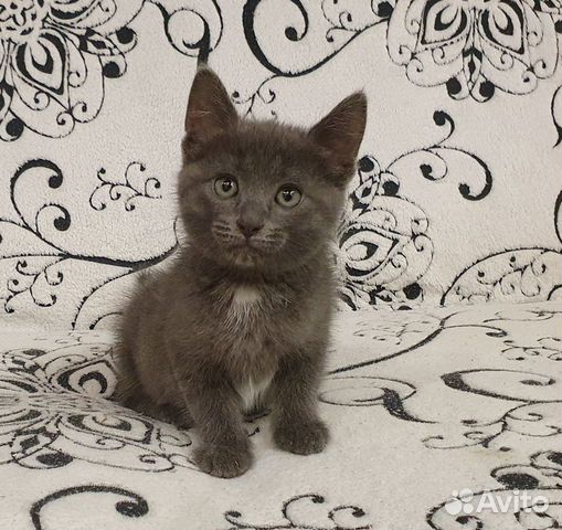 Ласковый котенок