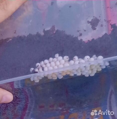 Кладка яиц улитки Ахатины