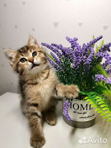 Сибирская кошка
