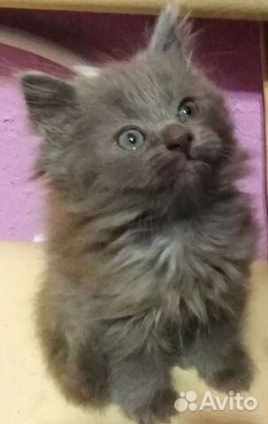 Персидская кошка