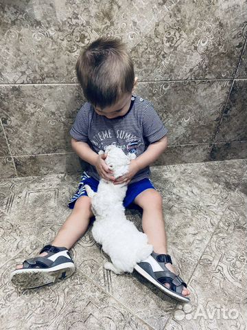 Бишон Фризе