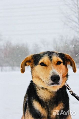 Собака Эмма в добрые руки