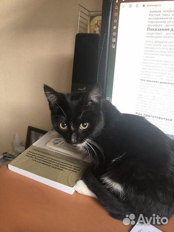 Спасенный котейка