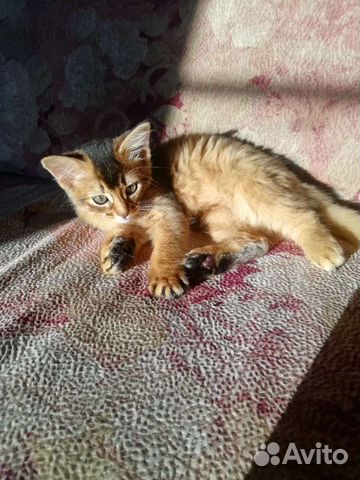 Сомалийские котята