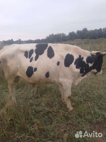 Бык на мясо