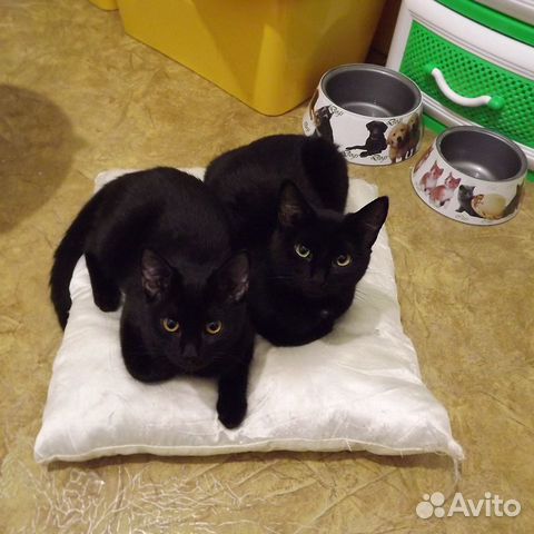 Молодая черная кошка и черный котенок подросток