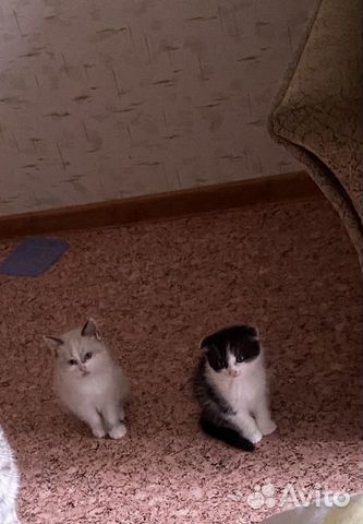 Котята