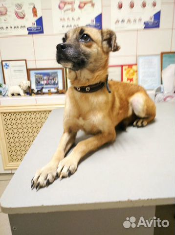 Ищет до мелкая Собачка Лисичка