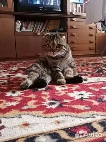 Кошечка на вязку