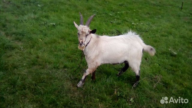 Козы и козлы