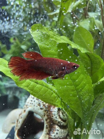 Самка петушка рыбка