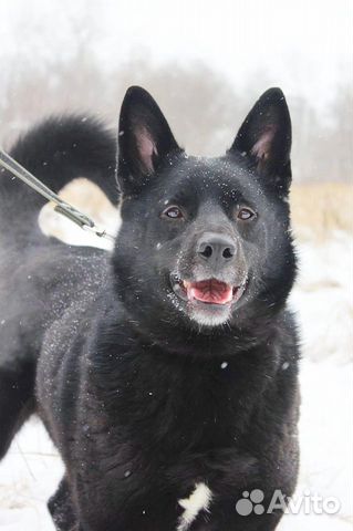 Удивительная Ночка ищет дом