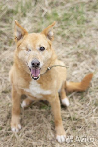 Нэлли в поисках лучшего дома