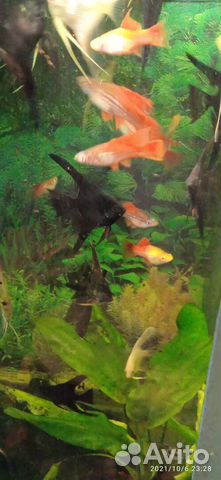 Чёрные и золотые скалярии