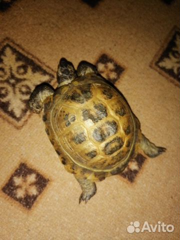 Сухопутная черепаха девочка